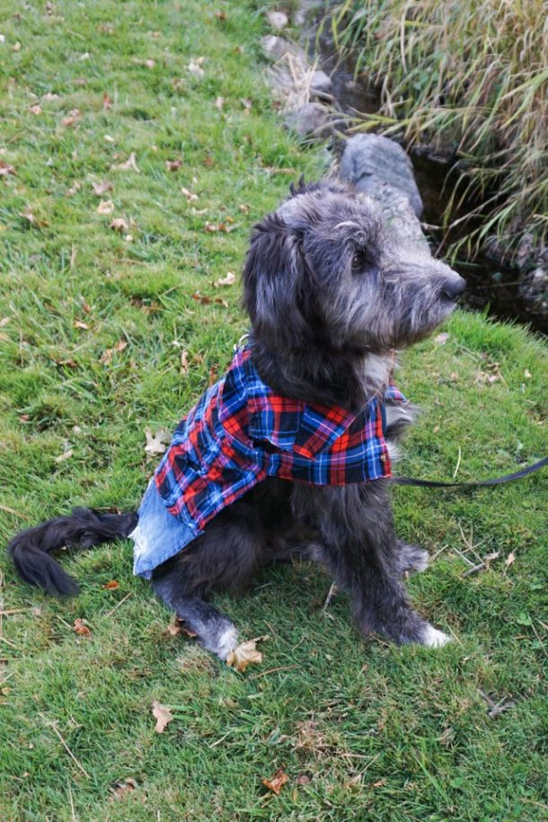 DIY Werewolf Dog Costume • Heather Handmade